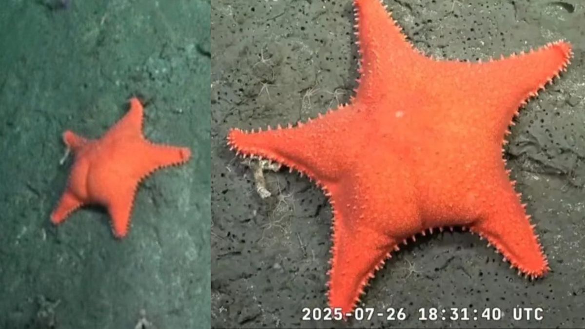 Estrella de mar culona: qué se sabe de la especie encontrada en Mar del Plata