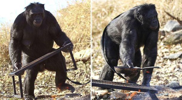 Evolucionado: este mono prende el fuego y cocina sus alimentos