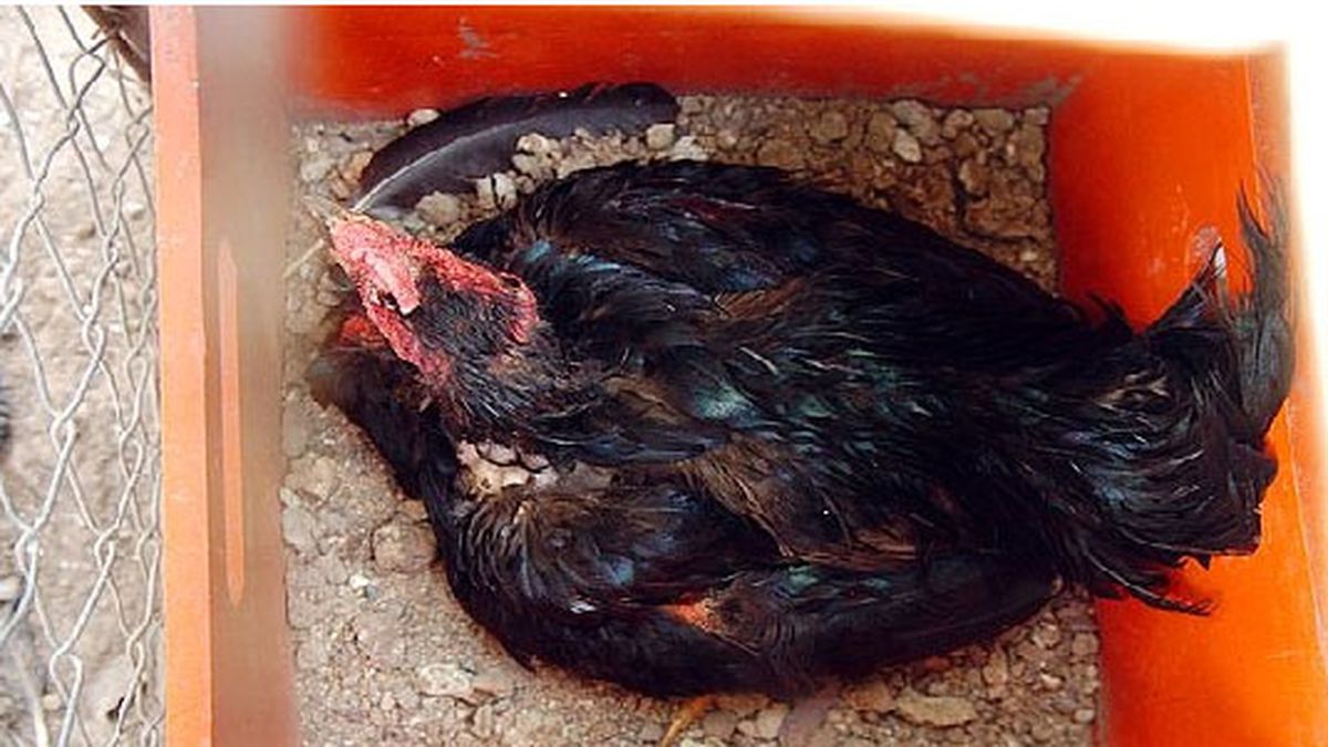 Gallo raro empolla los huevos