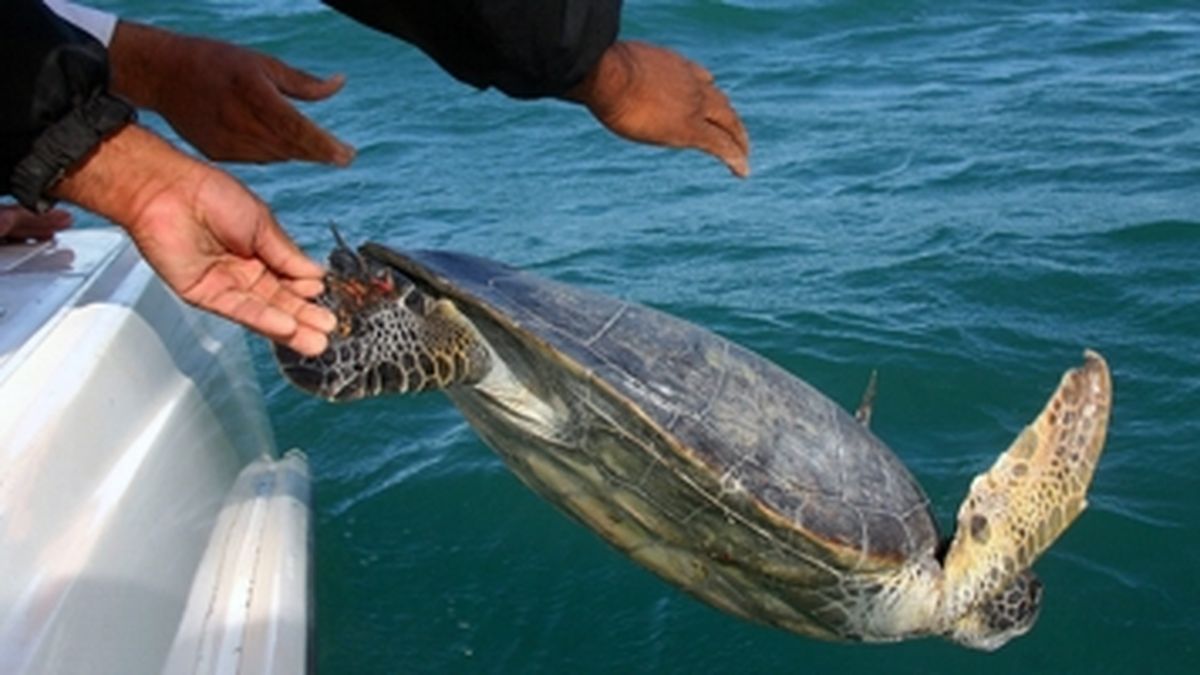 Liberación de Tortugas