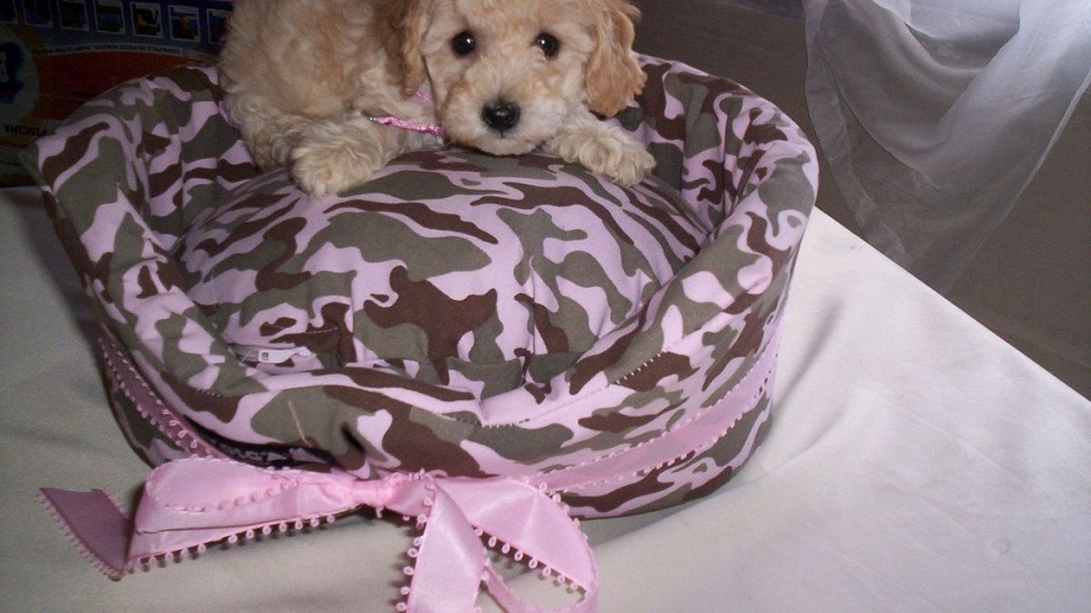 #RobaPerros: crece el robo de perros de razas caras