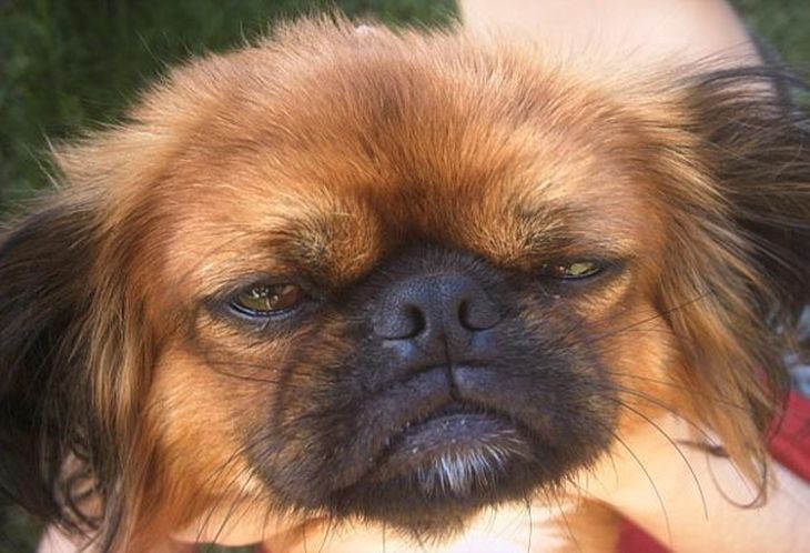 El pekinés, una raza que desapareció del hogar argentino