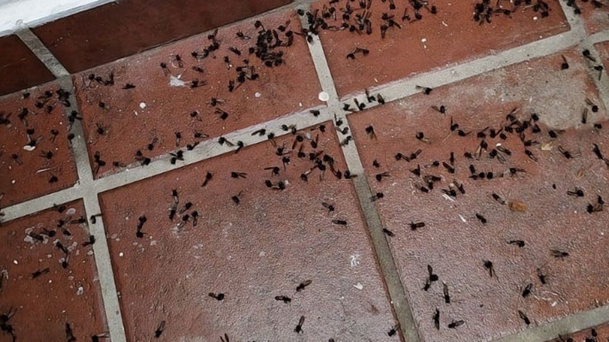 Por qué hay una invasión de hormigas voladoras en el AMBA