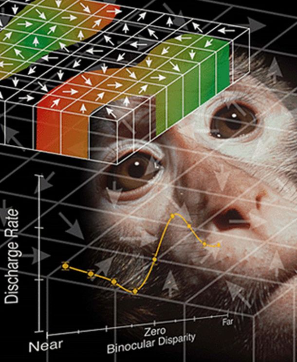 Casi humanos: monos que calculan probabilidades