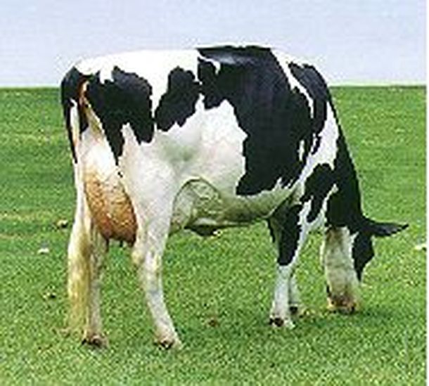 Una vaca lechera no es una vaca cualquiera