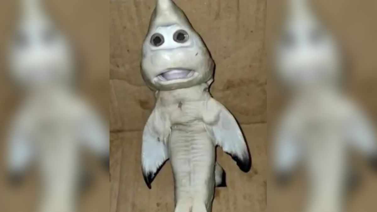 Encontraron un extraño pez con rostro humano: lo comparan con Baby Shark