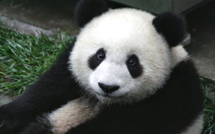 Osa panda del zoológico de Taipei fingió embarazo