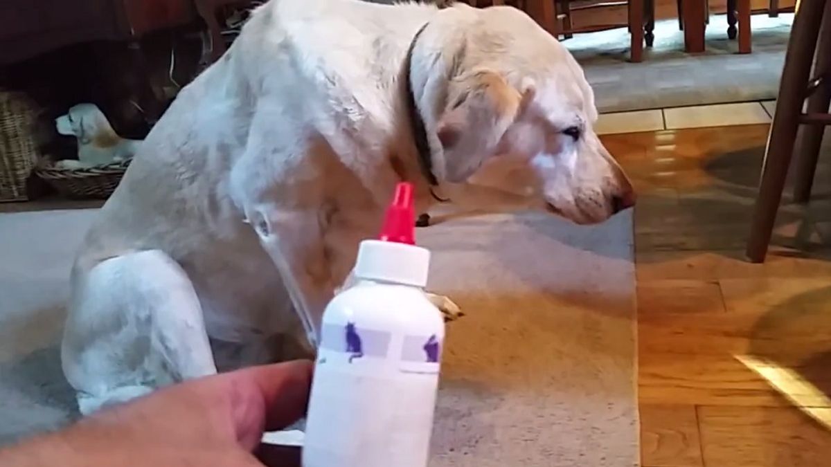 Mirá la reacción de un perro cuando tiene que tomar sus medicamentos