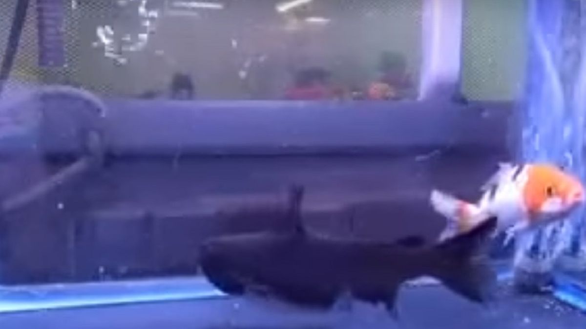 VIDEO: La veloz maniobra con la que un pez se comió a otro en la pecera