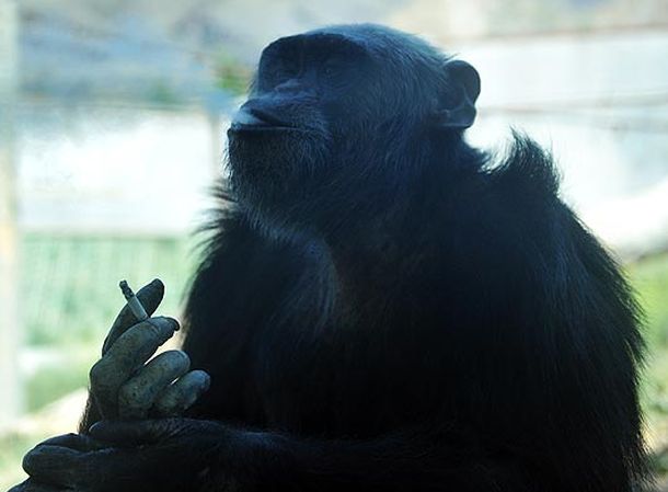 El mono fumador que conquistó a China y horroriza al mundo