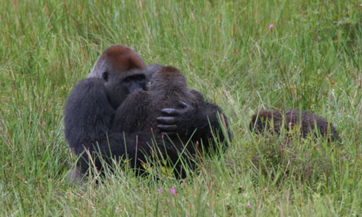 Toman una fotografía a monos copulando en posición del misionero
