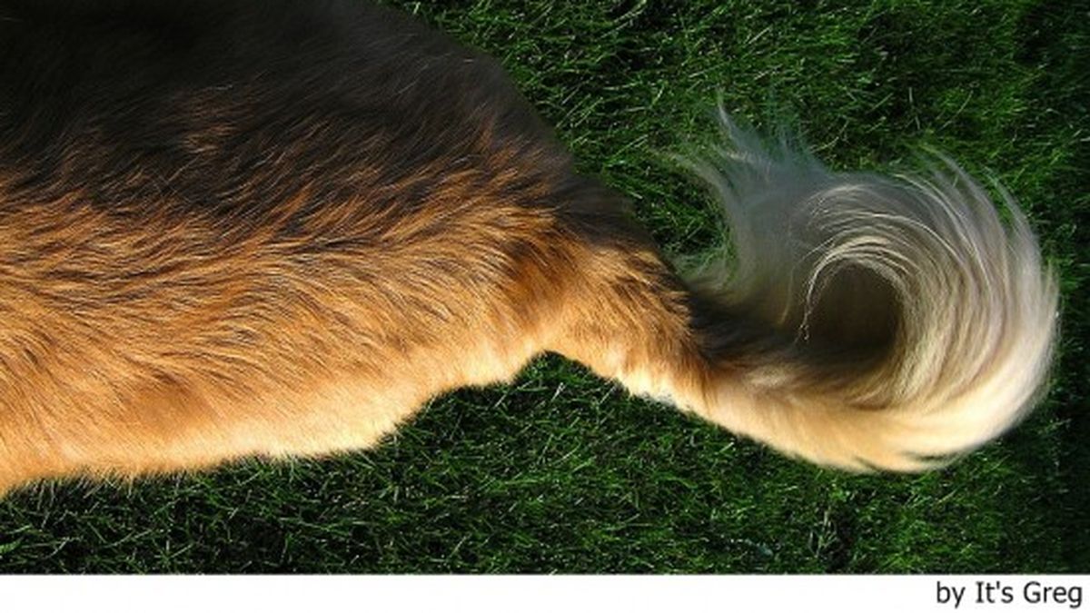 ¿Los perros mueven la cola porque están contentos?