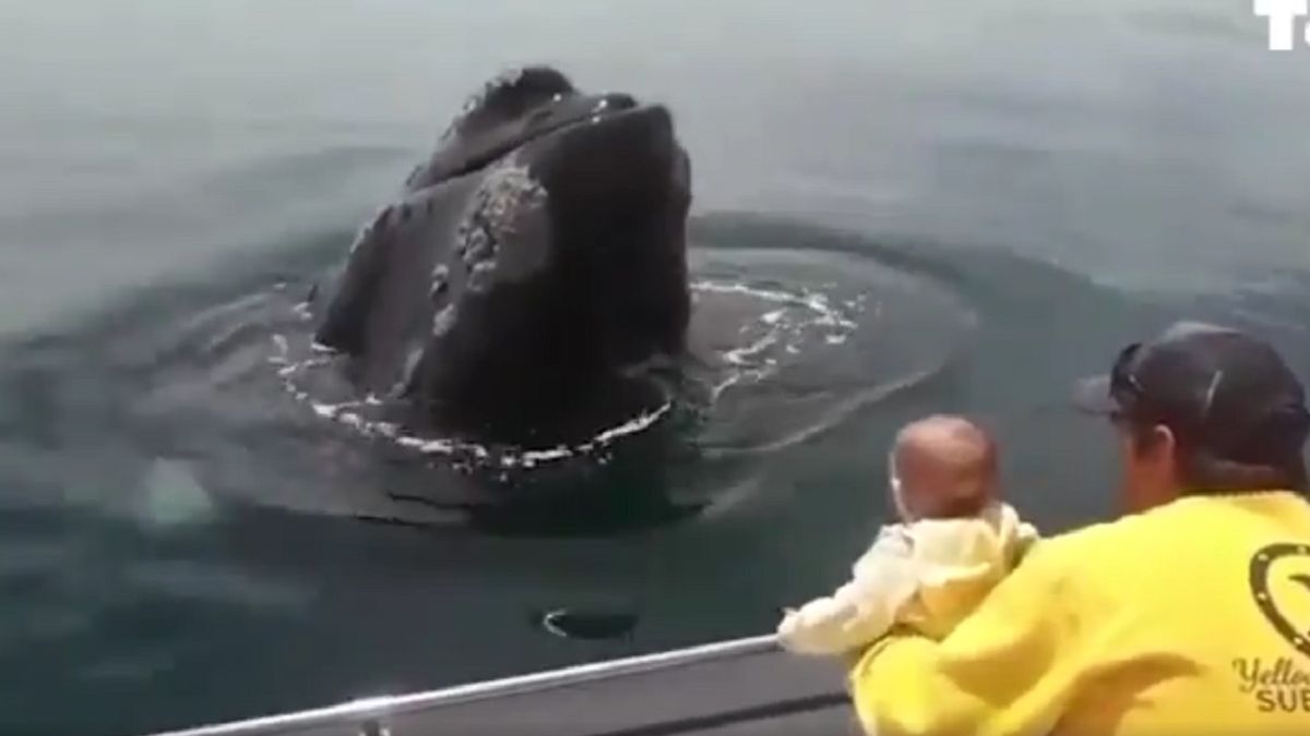 El tierno video de una bebé jugando con una ballena en Chubut