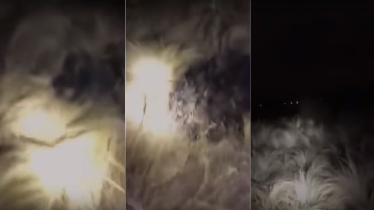 VIDEO: Una extraña criatura y pasto quemado inquietan a Córdoba