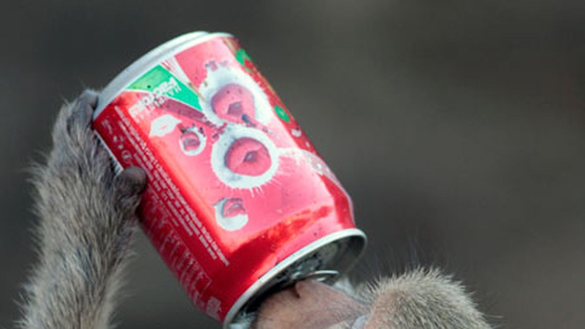 Cola para todos: las 12 versiones más extrañas de la bebida