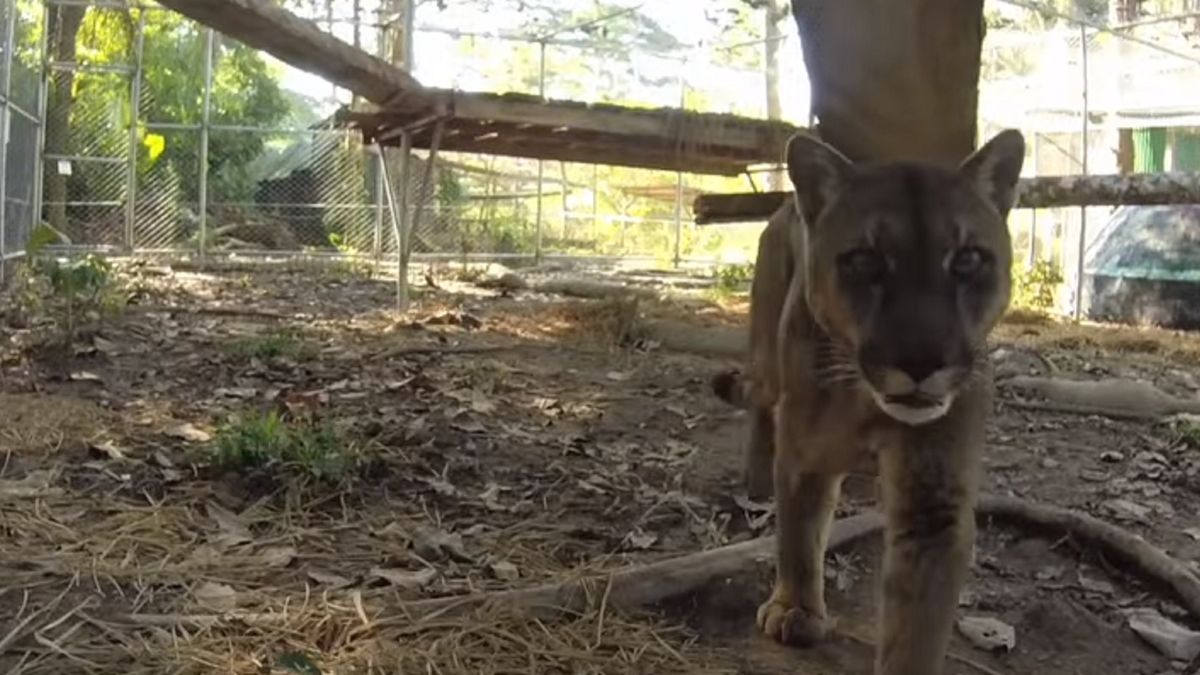 VIDEO: El conmovedor rescate de un puma que es liberado de un circo