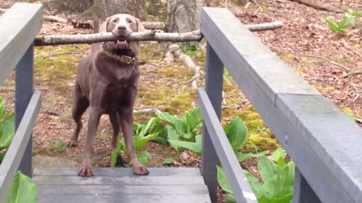 ¿Lo logra? un perro pone al máximo su ingenio para atravesar un puente