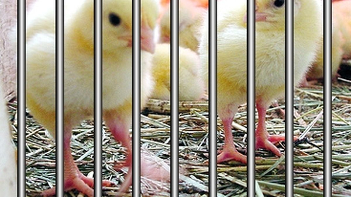 Cae preso pollito chorro