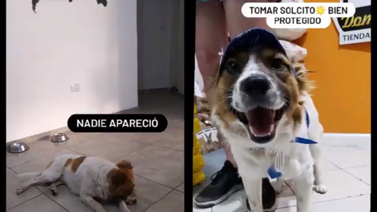 La historia de Bruno, el perro al que rechazaban en su edificio ...