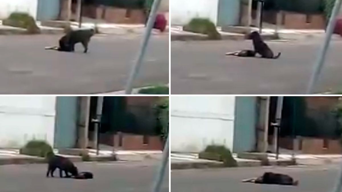 VIDEO: Un perro se queda al lado de su amigo atropellado en Córdoba