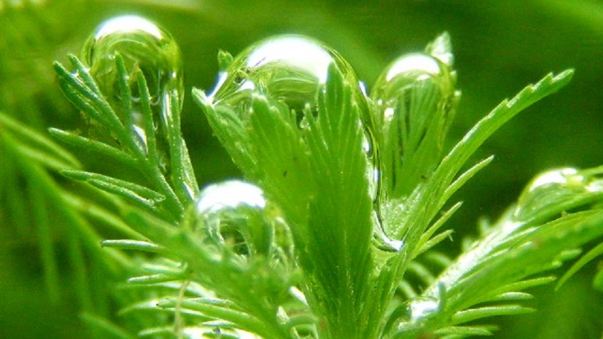 Científicos argentinos descubren un mecanismo clave para optimizar el ...