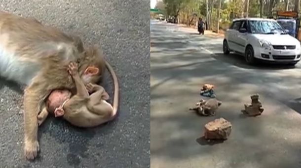 El video más triste: una cría de mono llora por la muerte de su madre