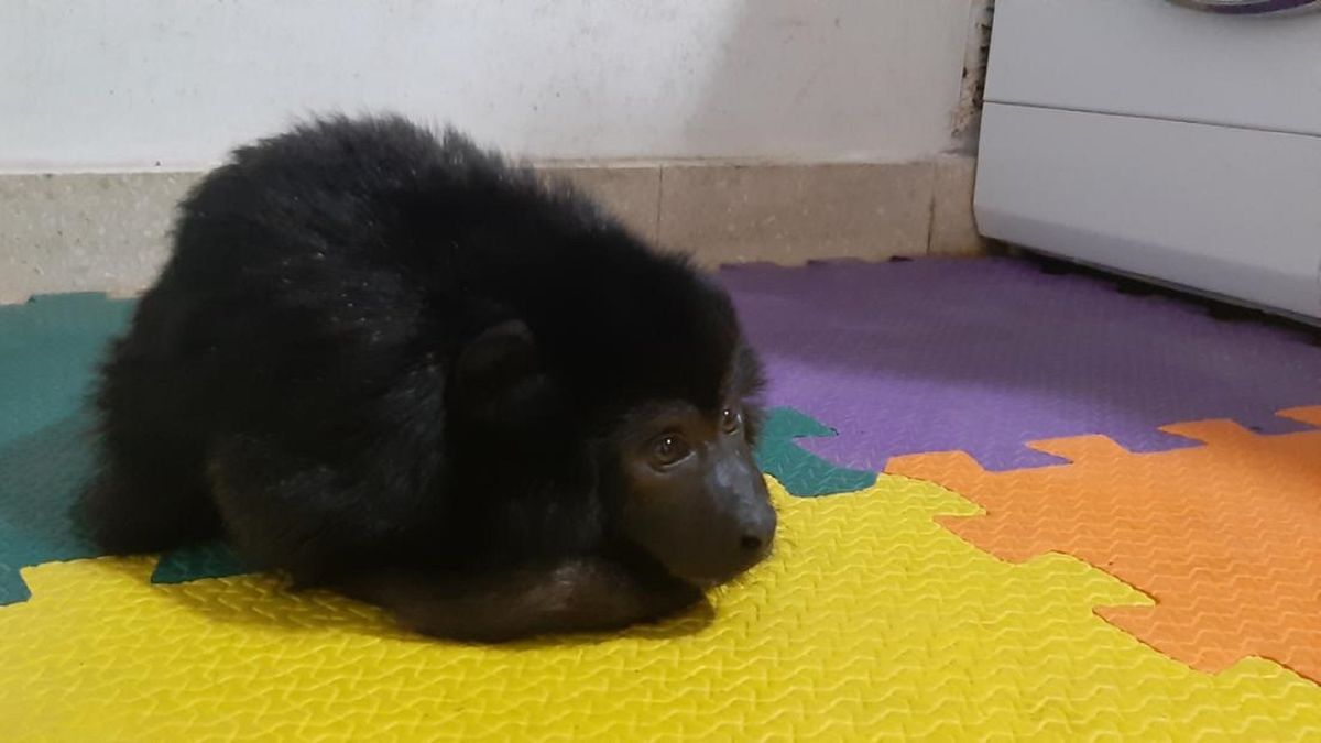 El mono Coco fue liberado y será trasladado a un centro especializado
