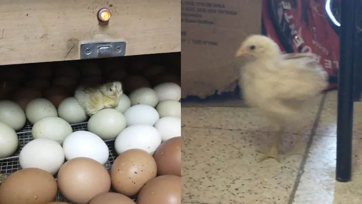 Mi papá está criando un pollo: reveló una historia familiar y es viral