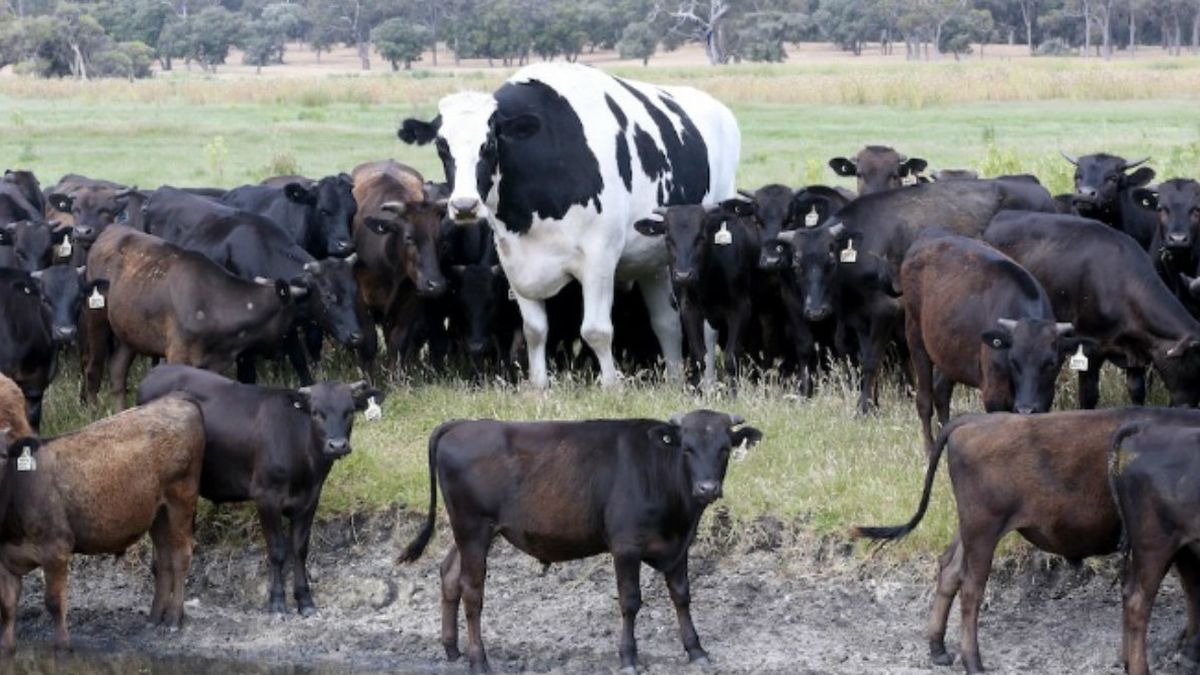 Un toro gigante se salvó del matadero porque mide dos metros