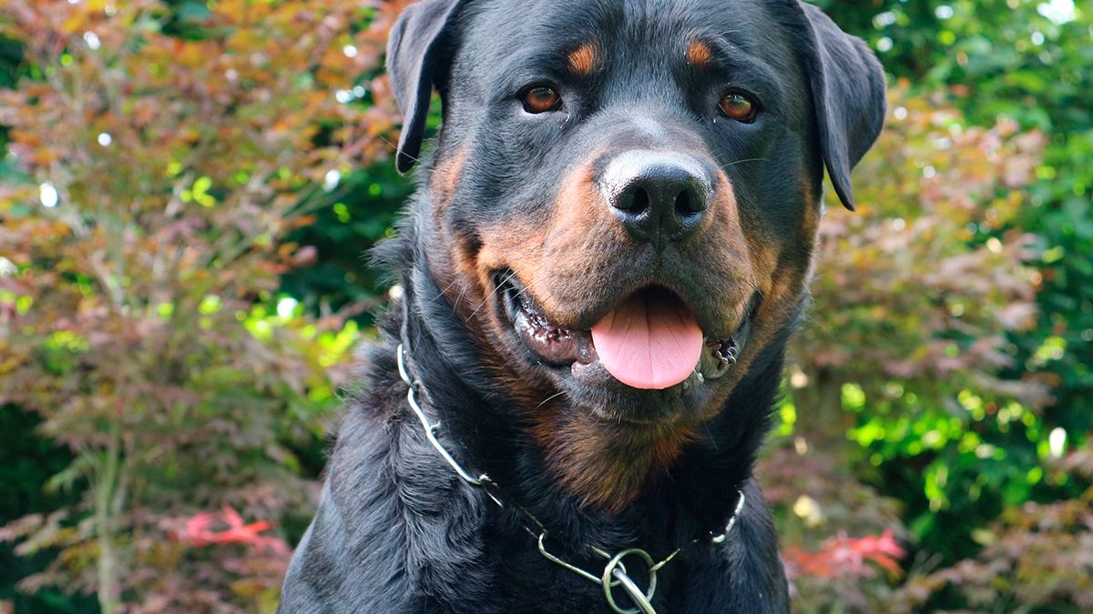 Un rottweiler cuidó a un bebé recién nacido durante toda una noche