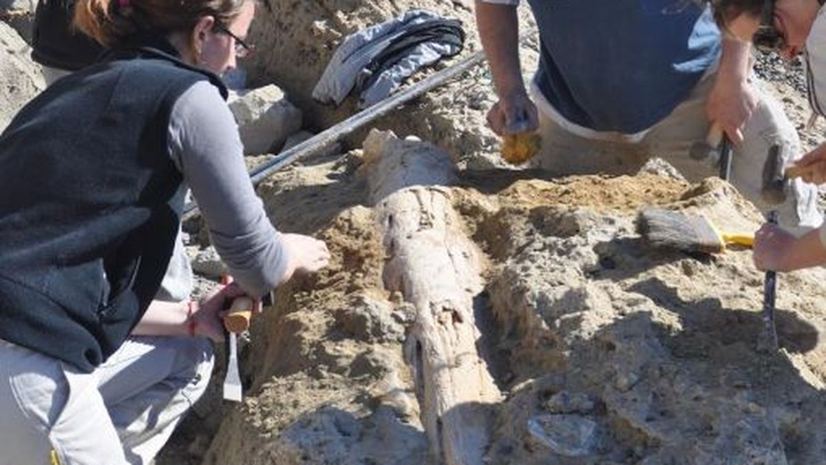 Hallan restos fósiles de unos 10 millones de años