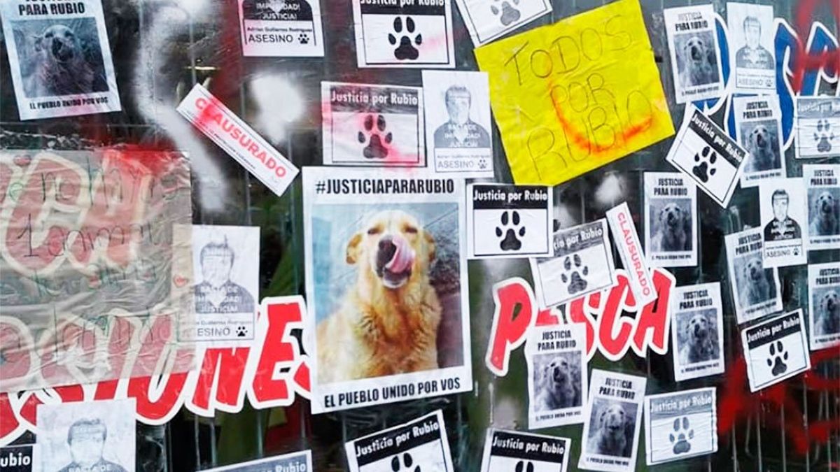 Con el caso del perro Rubio como bandera, marcharon al Congreso contra ...