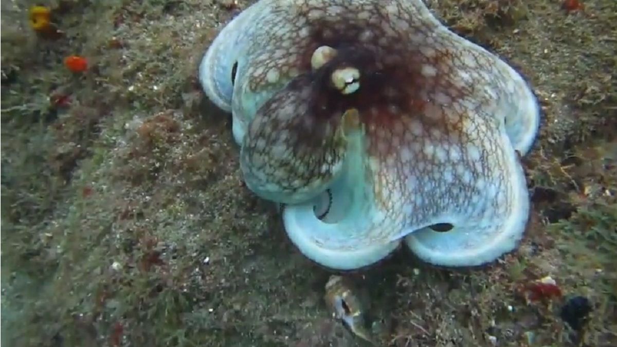 Mirá cómo cambia de color el pulpo para esconderse de la cámara