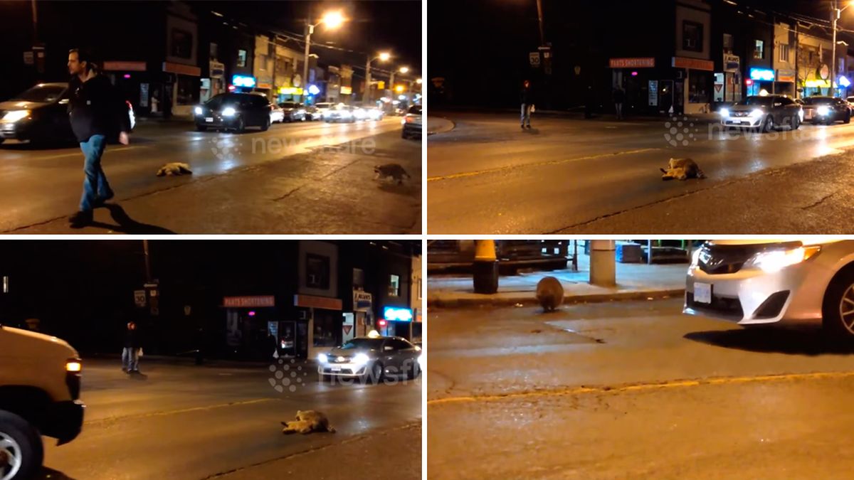 VIDEO: Un mapache trata de reanimar a su compañero atropellado