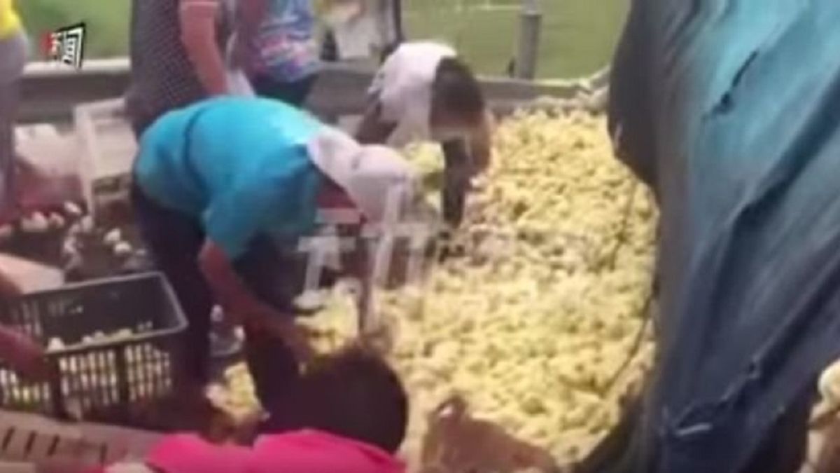 Pollitos en fuga: el emotivo rescate en plena ruta