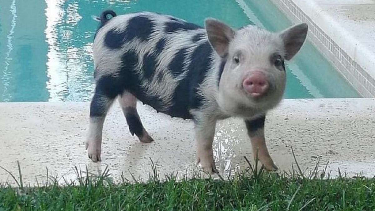 Pacheco: denuncian a un hombre por adoptar y matar a una minipig para ...