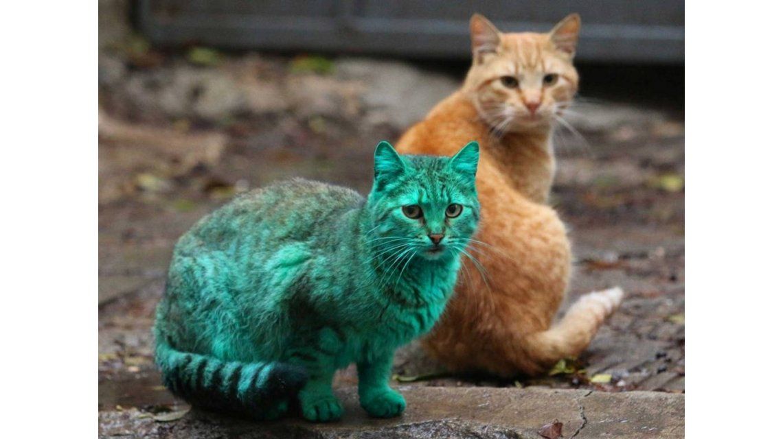 Conocé todos los secretos del misterio del gato verde que apareció en ...