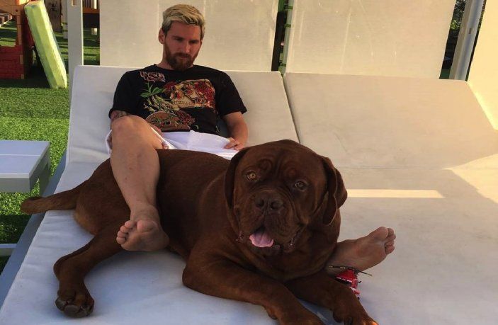 Dónde está Hulk, el perro de Messi