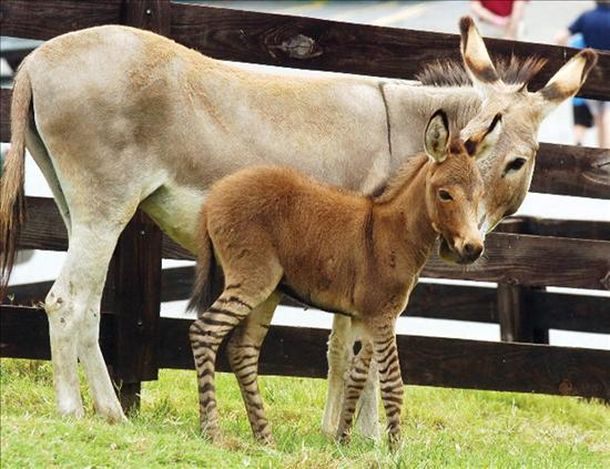 Sorpresa en el zoo: nace cruza entre cebra y burro