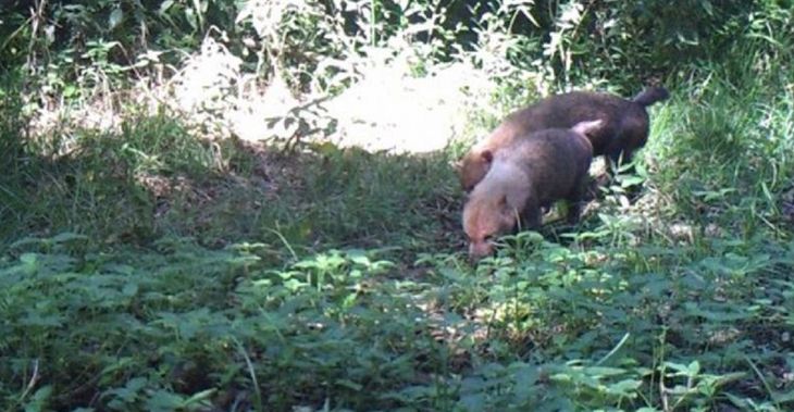 Fotografían por primera vez a una extraña especie de zorro en Misiones