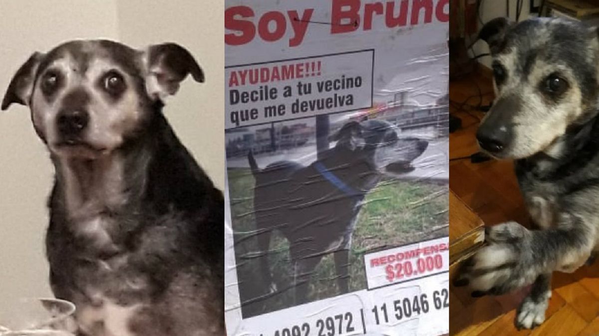 Ofrecen 20 mil pesos de recompensa por encontrar a Bruno, el perro del ...