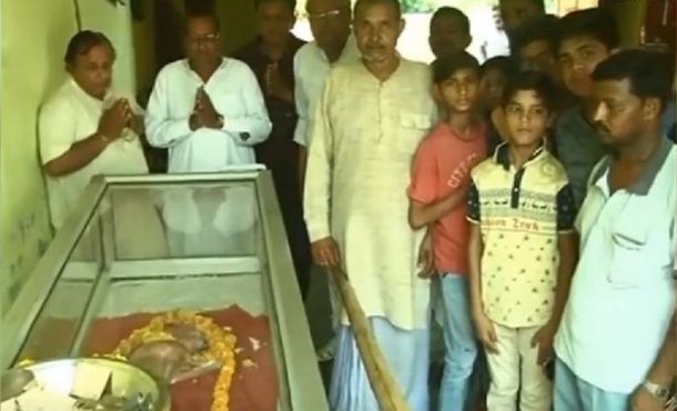 Nació una vaca con cabeza humana y la veneran como un dios