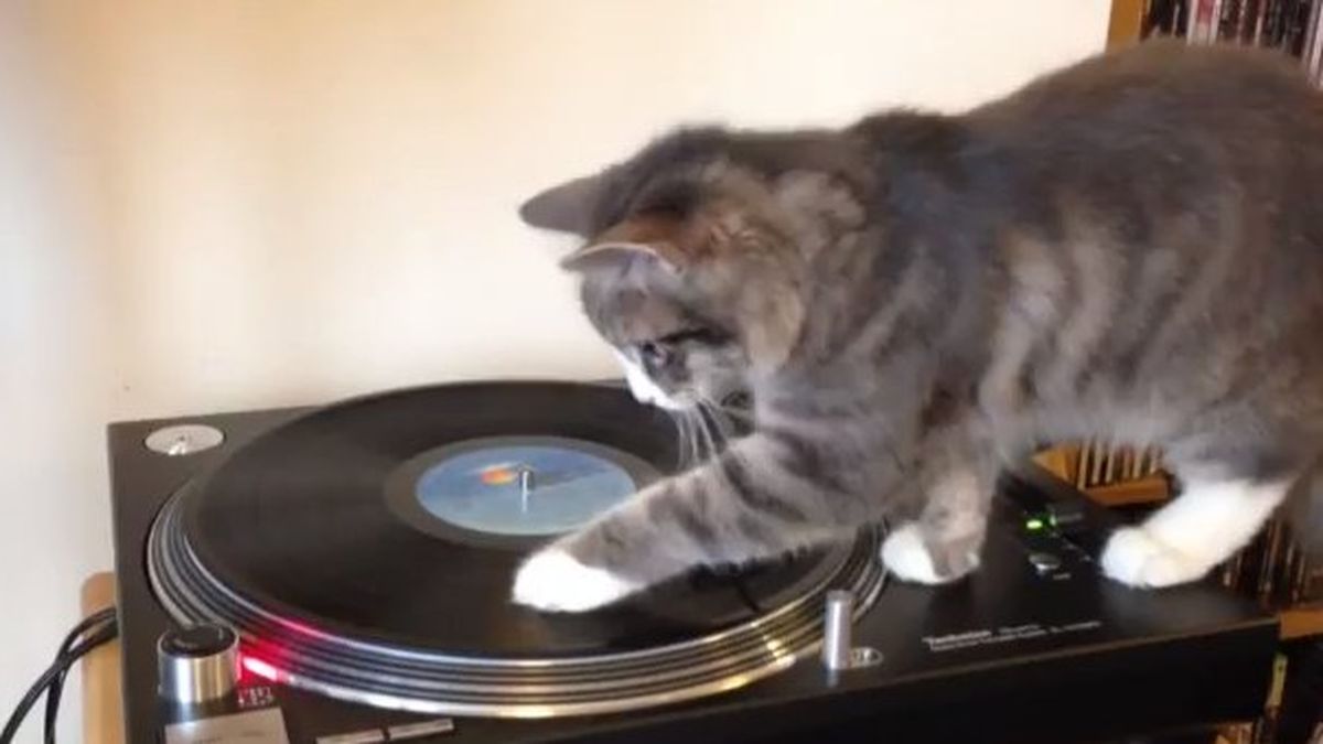 Un gato al que le hubiese encantando ser DJ