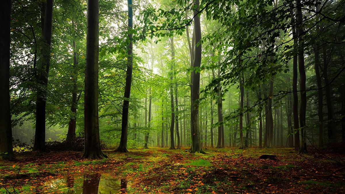 ¿Por qué hoy es el Día del Árbol?