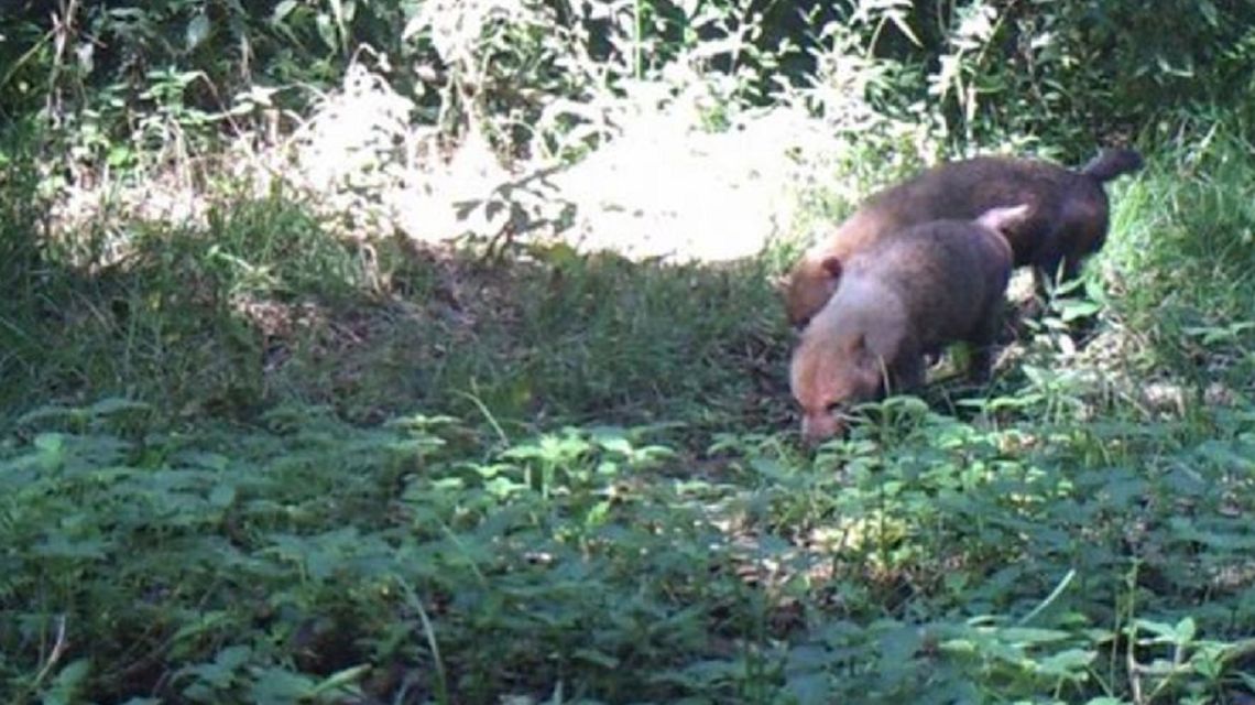 Fotografían por primera vez a una extraña especie de zorro en Misiones