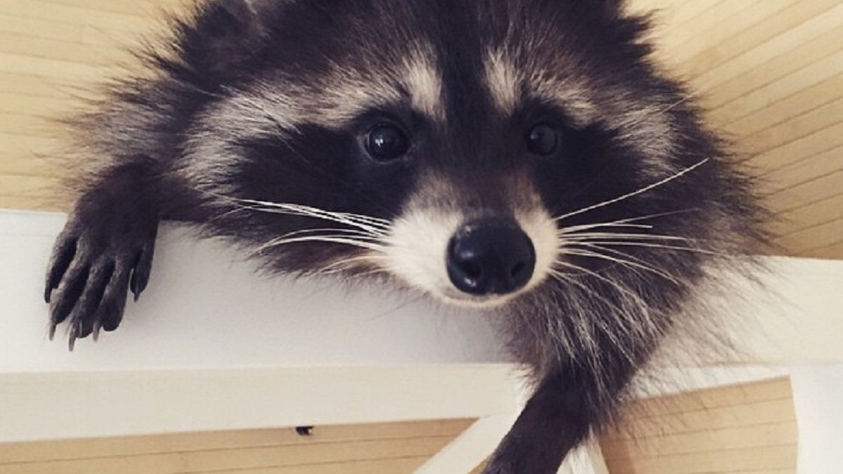 Conocé a Fedor, el mapache que conquistó Internet