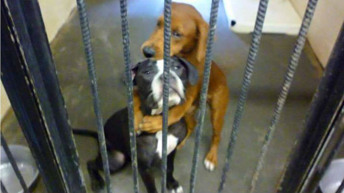 La tierna foto que salvó la vida de estos dos perros