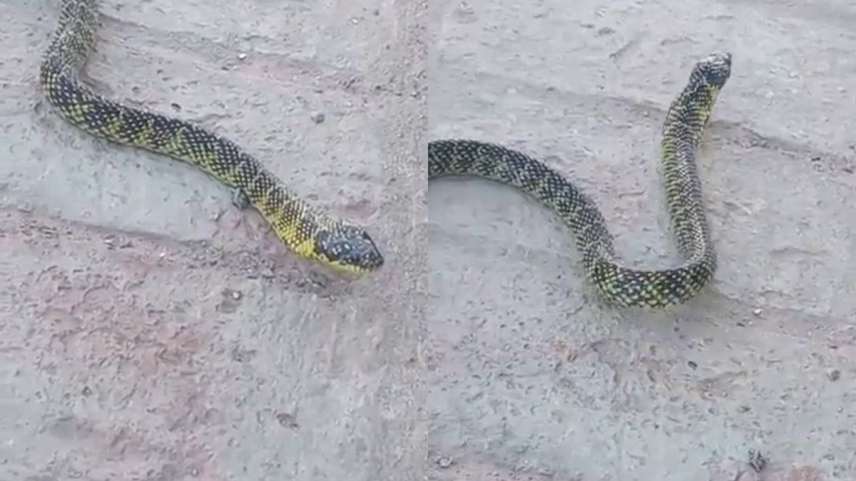 Merlo: encontraron una víbora de casi dos metros suelta en plena calle