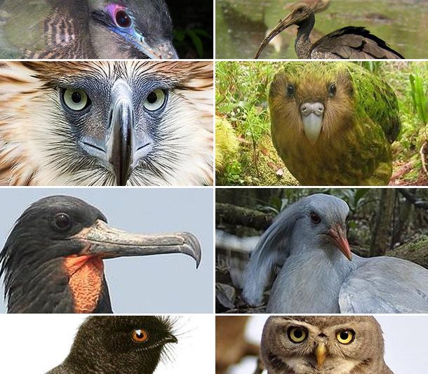 Estos son los pájaros más extraños del mundo