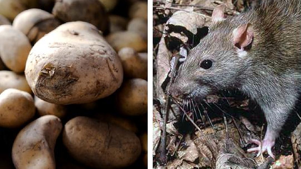 El 2008 que se viene será el Año de la Papa, de la Rata y algo más